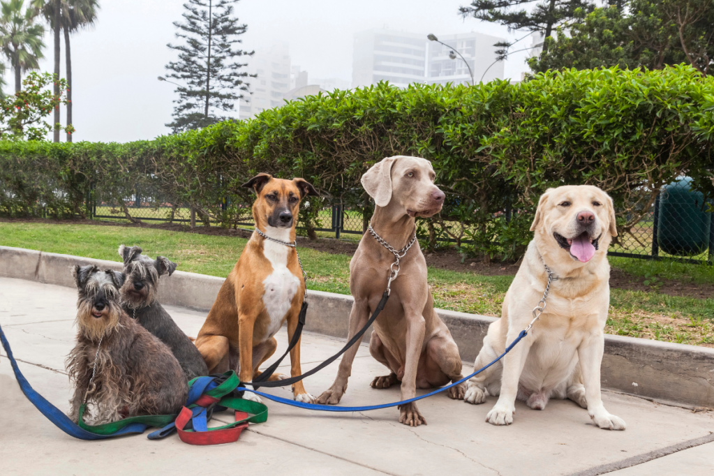 New Study Reveals Average Life Expectancy of Popular Dog Breeds