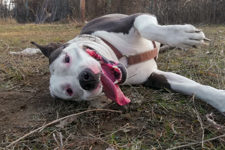 Watch a Vet's Viral Video Explaining the Symptoms of Dog Seizures