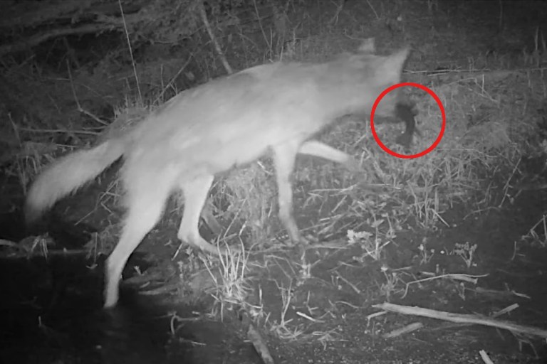Unbelievably Huge Wolf Chases Dog in Northern Saskatchewan