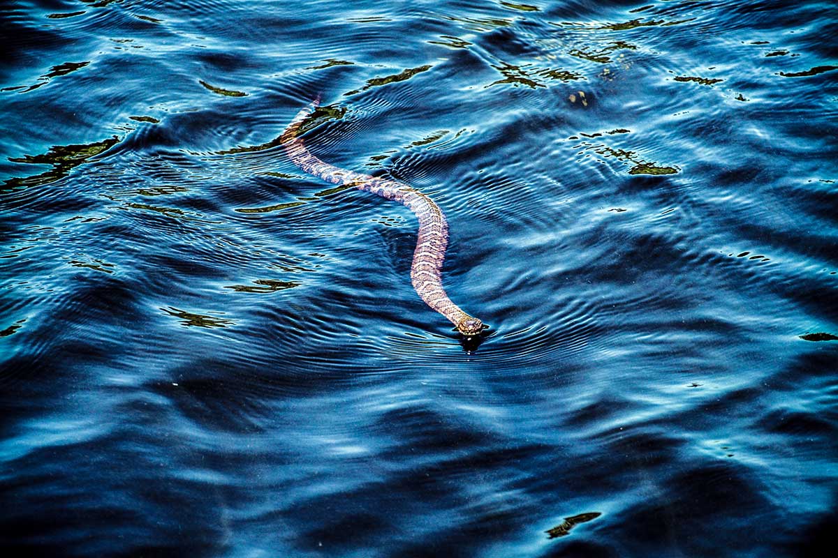 Coachwhip Snake: What You Need to Know About This Southern U.S. Serpent ...