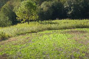 Buckwheat Food Plots Planning and Planting Tips