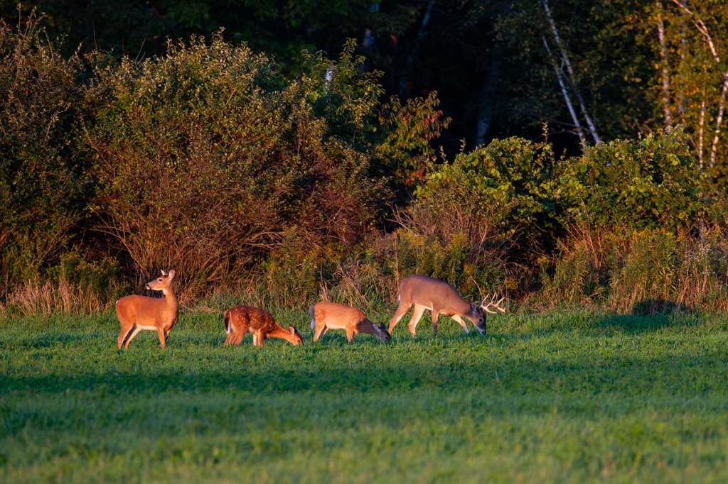 4 Easy Deer Food Plot Ideas To Make Your Land Stand Out