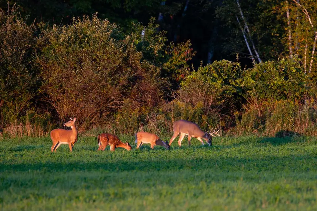 4 Easy Deer Food Plot Ideas To Make Your Land Stand Out