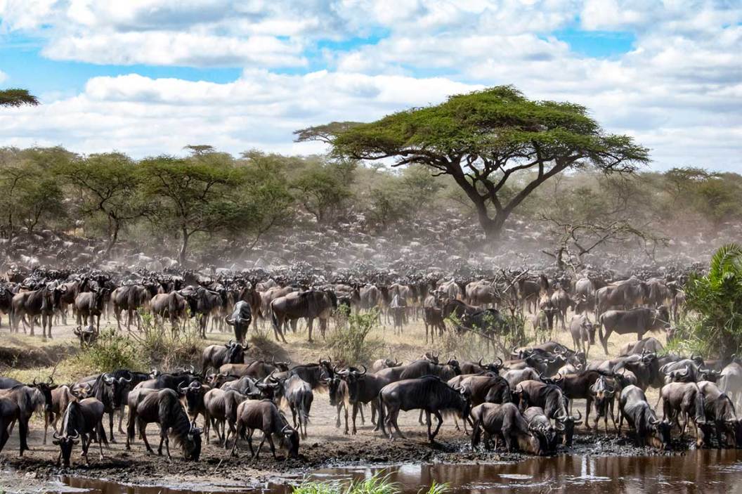 World Safari Destinations to Add to Your Bucket List