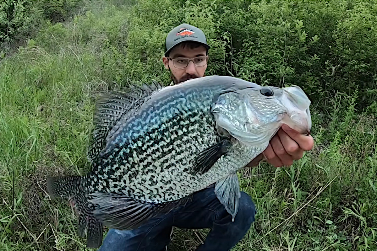 Angler Hooks Chunky Monster Hybrid Panfish In Small Farm Pond