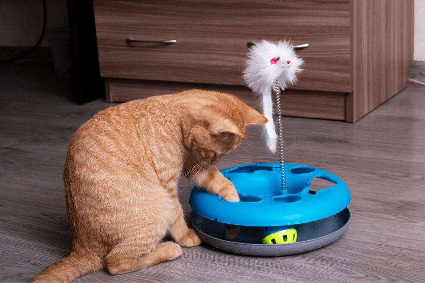 10 Best Interactive Cats Toys for Mental and Physical Stimulation