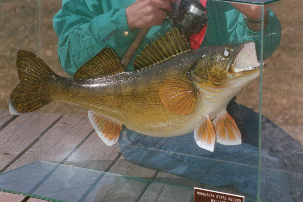 Here's the Scoop on This 326-Pound Potential World Record Tarpon
