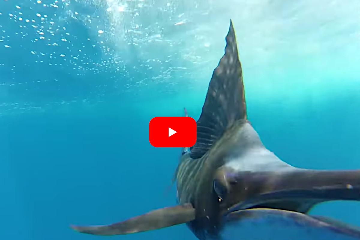 Sailfish Matches the Speed of a Fast Motorboat While Chasing Bait