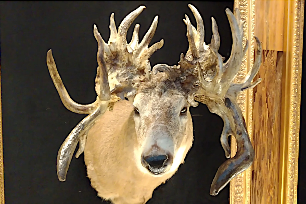 The Louisiana Freak: The Most Bizarre Deer in the World - Wide Open Spaces