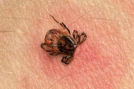 8 Popular Tick Myths Busted By an Expert on the Subject