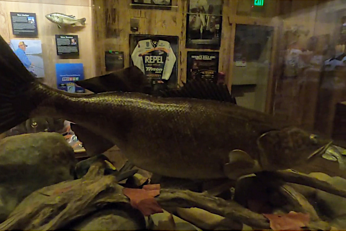 World Record Walleye: The Controversy Behind a Giant Catch