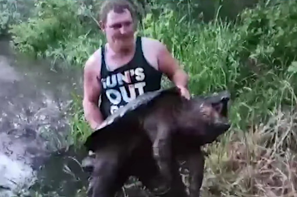 Huge Alligator Snapping Turtle Caught in Texas is Nearly the Size of ...