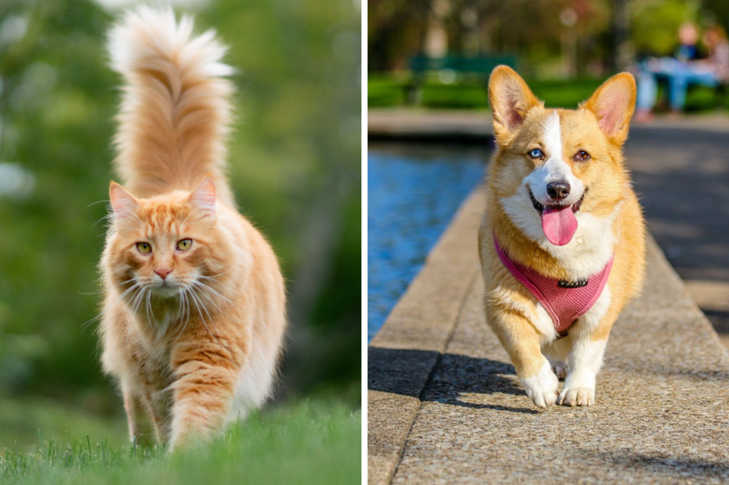 This Map Shows the Most Popular Pet in Every State