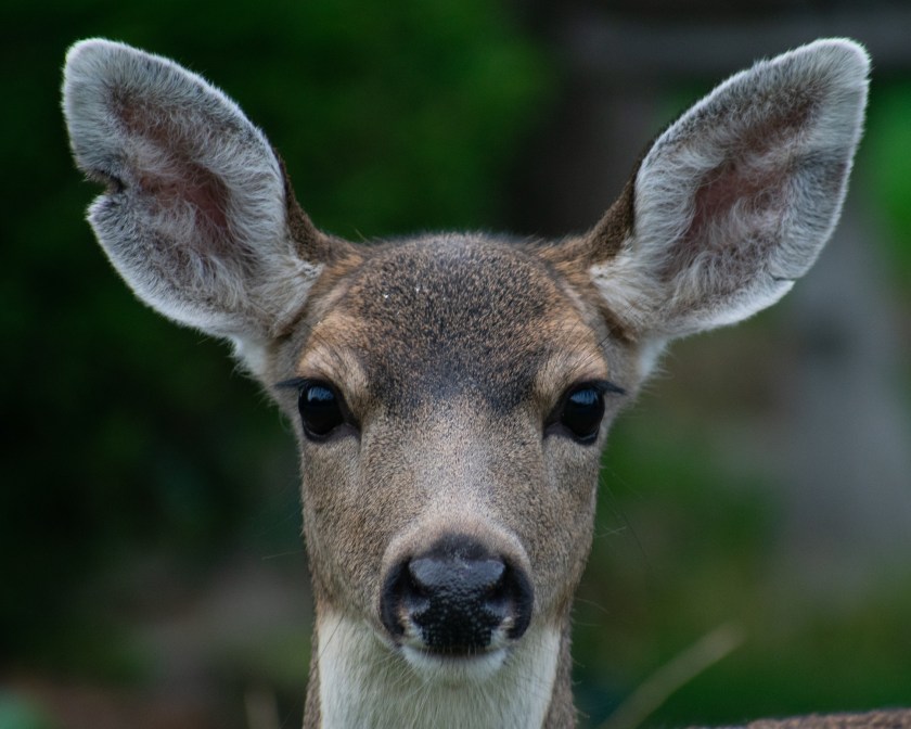 Deer Vision: Are Deers Blind and More Questions, Answered