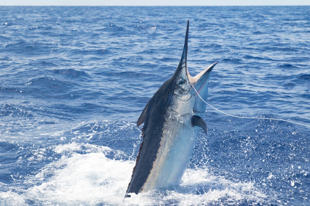 3 Reasons to Book a Deep-Sea Fishing Charter this Summer - Wide Open Spaces