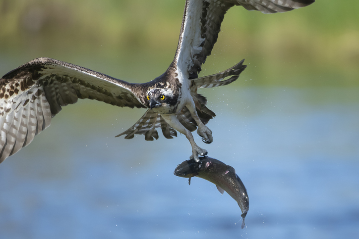 10 Animals With Better Fishing Skills Than Humans