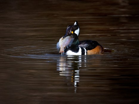 10 Animals With Better Fishing Skills Than Humans