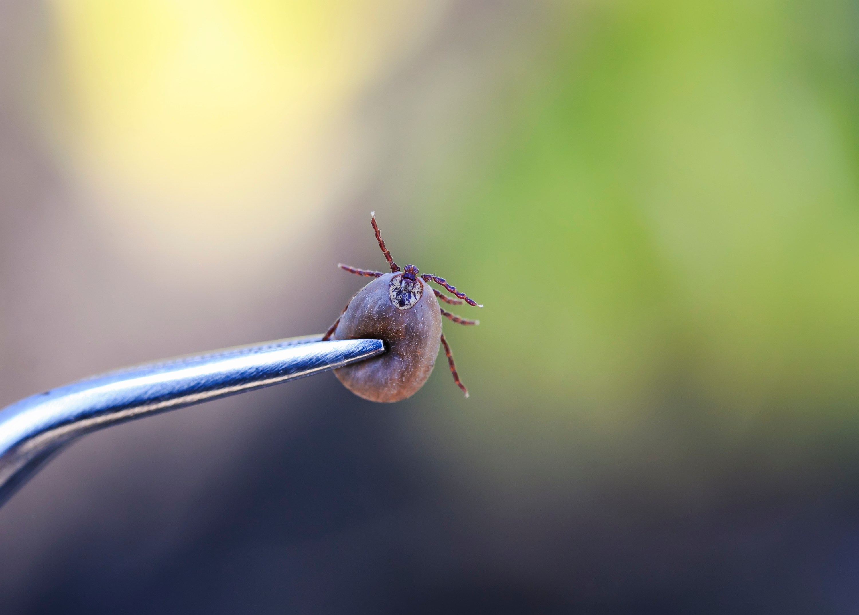 Hydrogen Peroxide Injected Into a Bloated Tick in Science Experiment ...