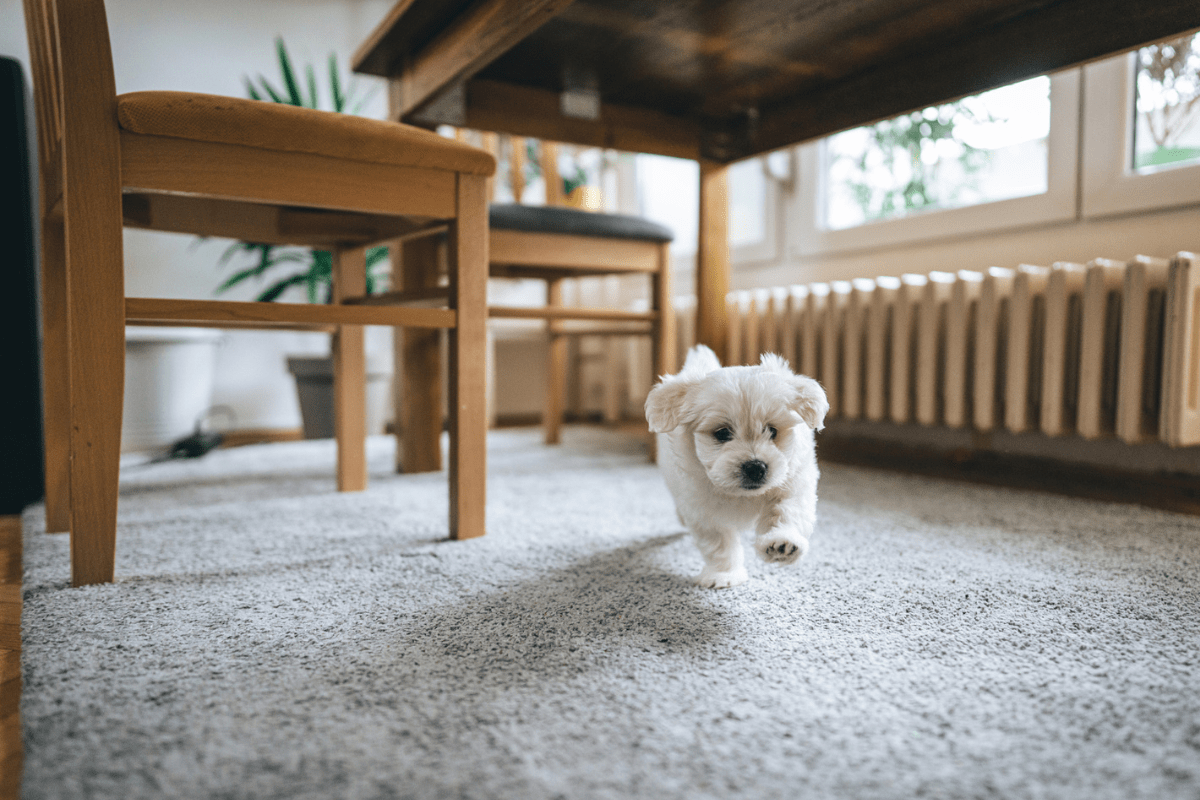 How to Puppy-Proof Your House in 9 Simple Steps