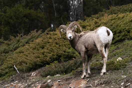 Wild Sheep Foundation: Education for Preservation