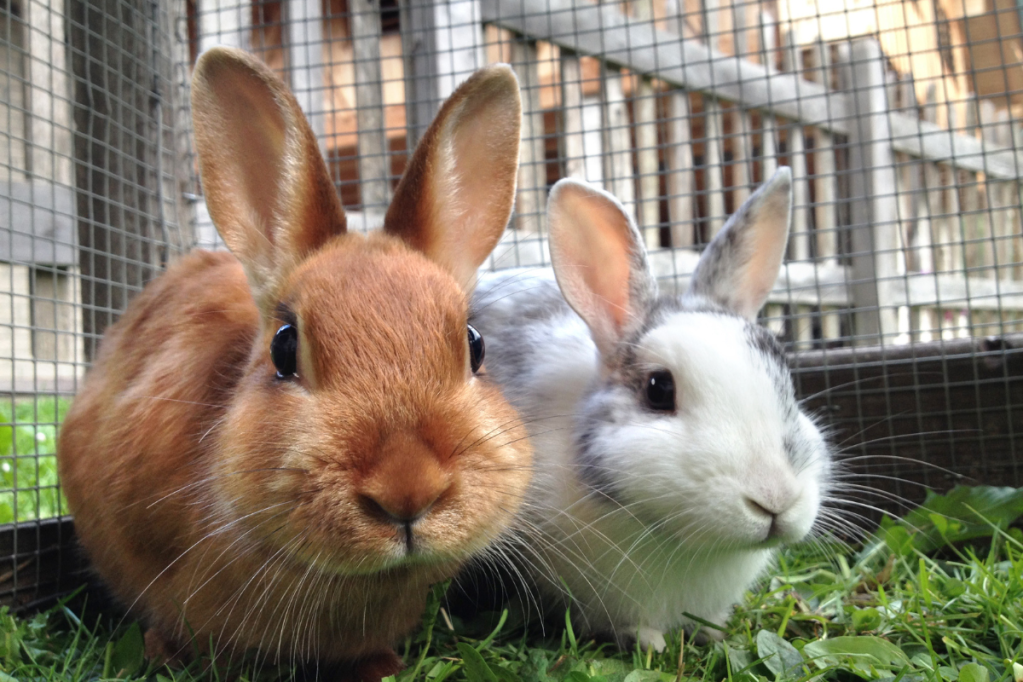 20 Pet Rabbit Breeds for Beginners and Families