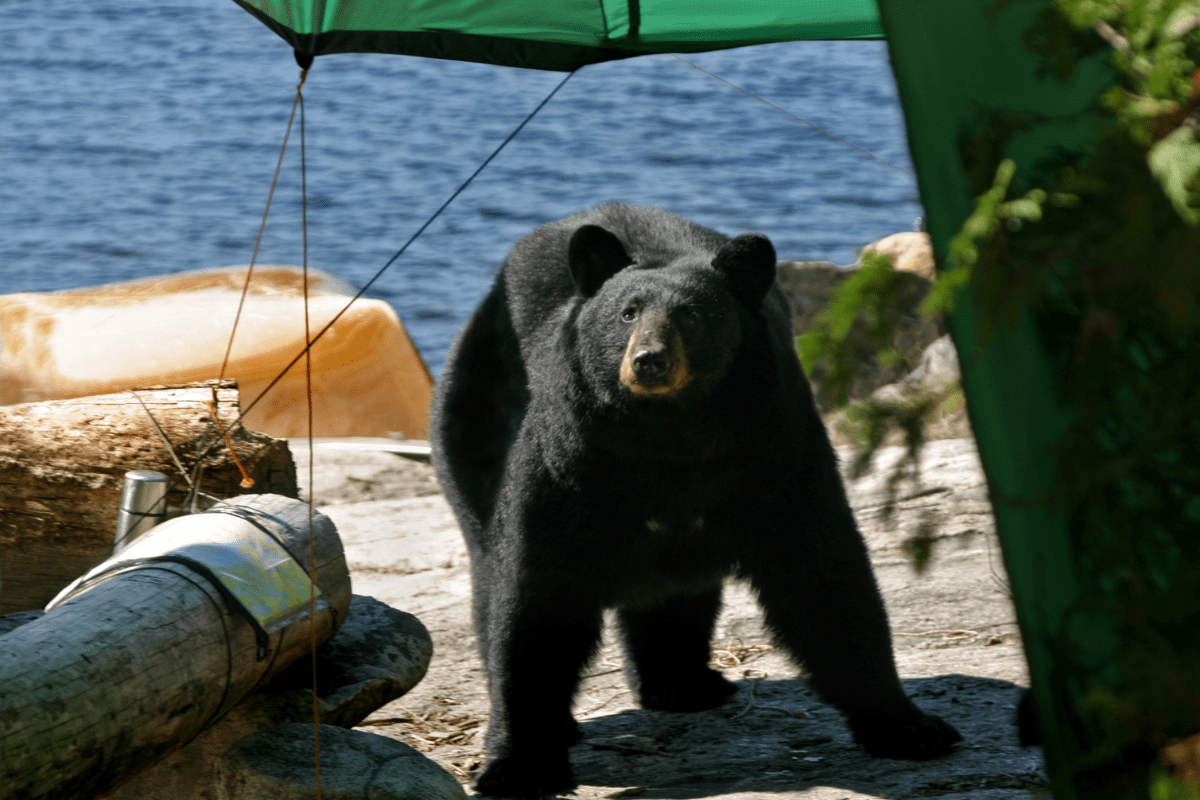 Huge Bear Raids Campsite as People Watch From Their Tent - Wide Open Spaces