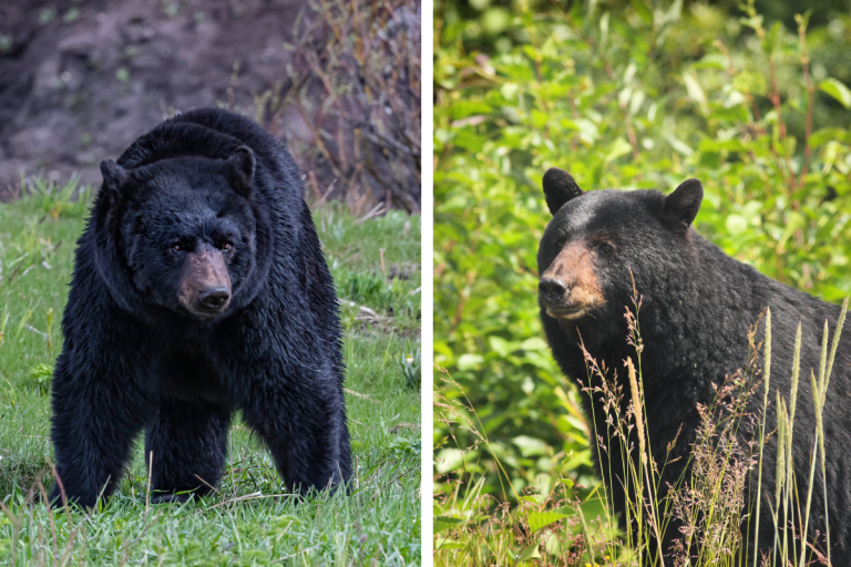 Boar vs. Sow Bears: Know the Differences When Hunting