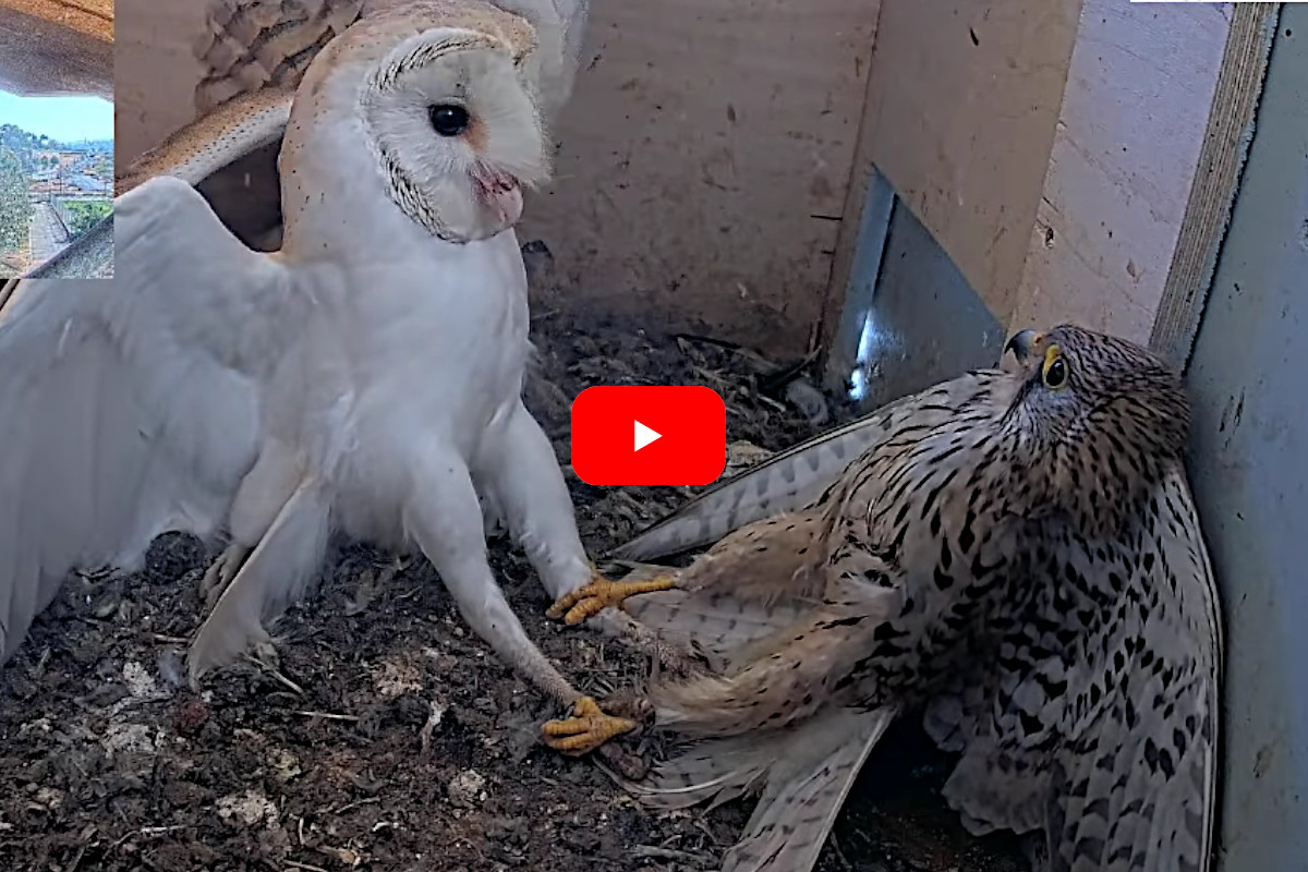 Red-Tailed Hawk Fights Horned Owl Over Use of a Nest