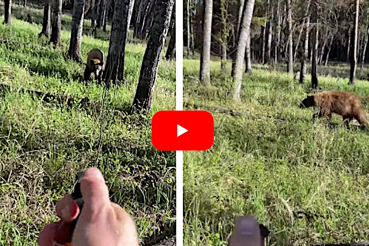 Bear Spray Acts As Effective Deterrent for Overly-Curious Young Bruin