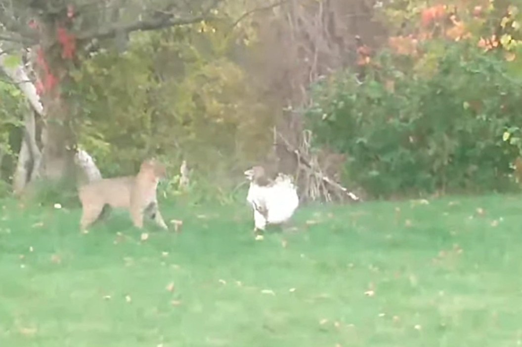 Bobcat and Angry Hawk Try to Intimidate Each Other Into Submission