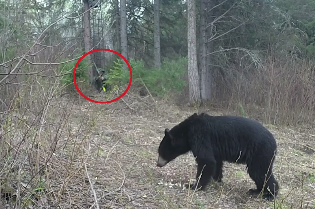 Tim Wells' Daughter Makes Dad Proud in Standoff with Mature Bear - Wide ...