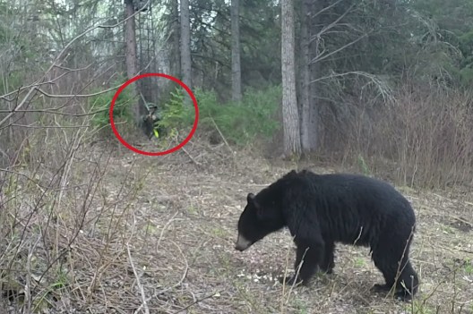 Tim Wells' Daughter Makes Dad Proud in Standoff with Mature Bear - Wide ...