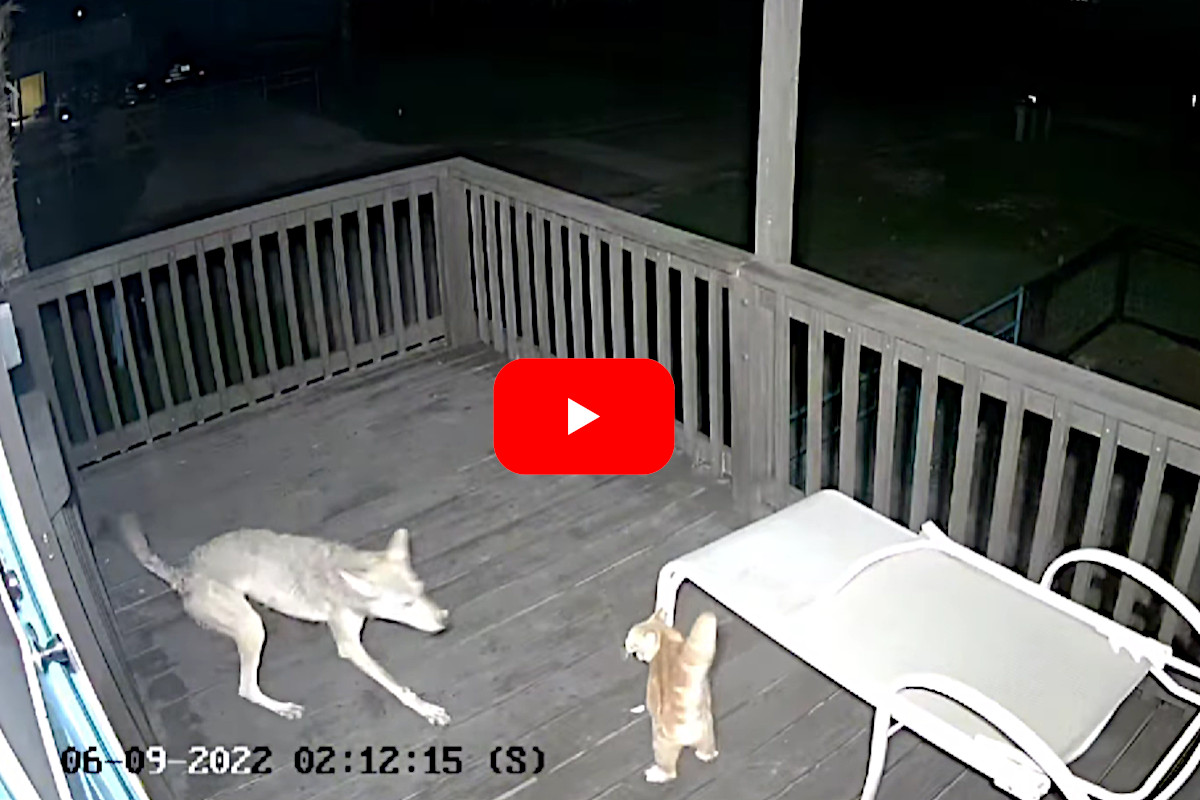 Tough-to-Watch Video Shows Coyote Making Off With Someone's Pet