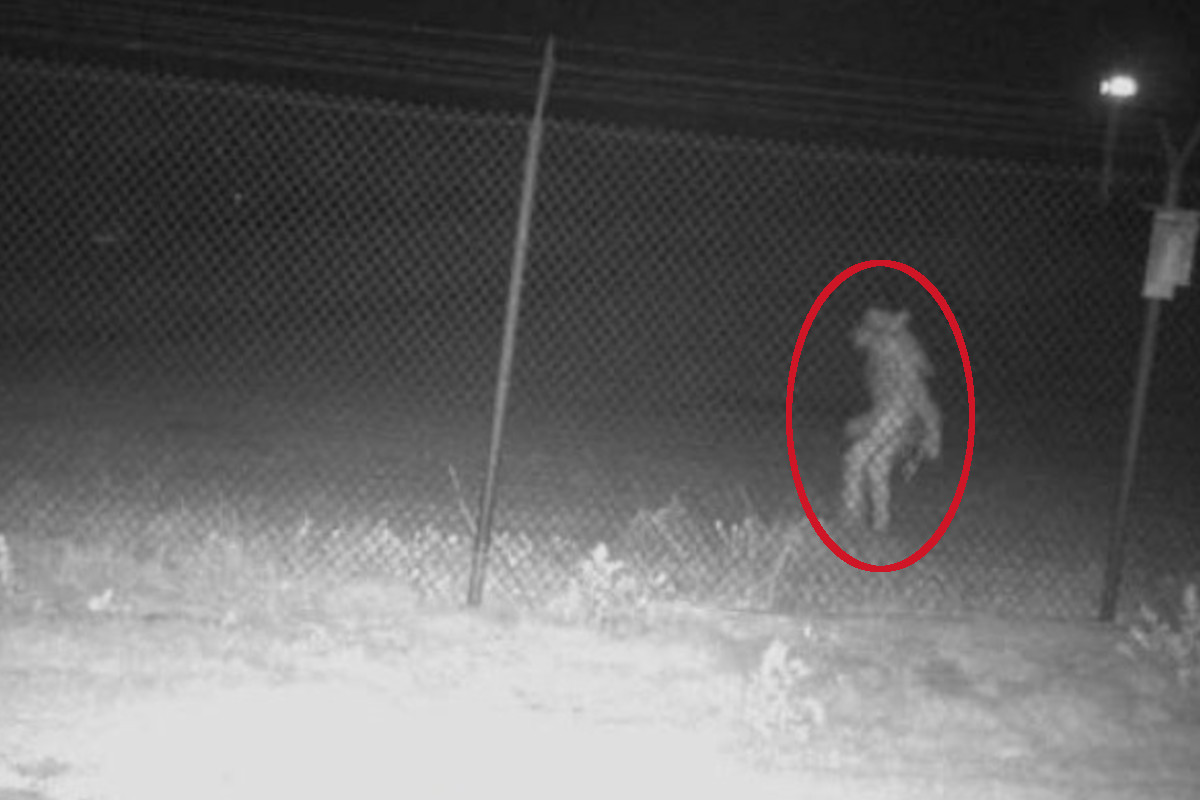 Alleged "Chupacabra" Photo Emerges in Texas