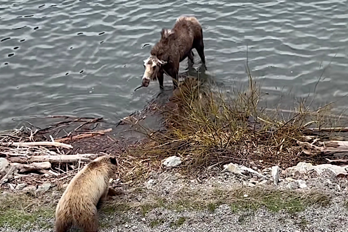 Cow Moose Angrily Defends Young From Stalking Grizzly Bear