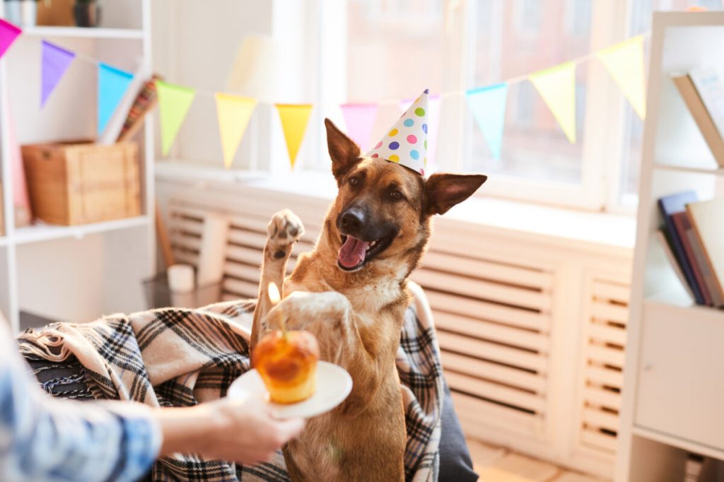 10 Best Dog Birthday Party Ideas to Celebrate Your Pup