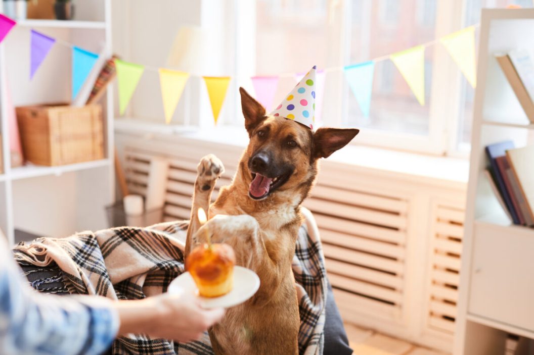 10 Best Dog Birthday Party Ideas to Celebrate Your Pup