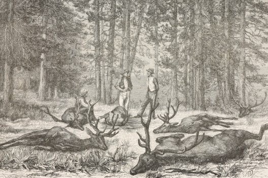 The Tragedy of the Eastern Elk's Extinction in Colonial America