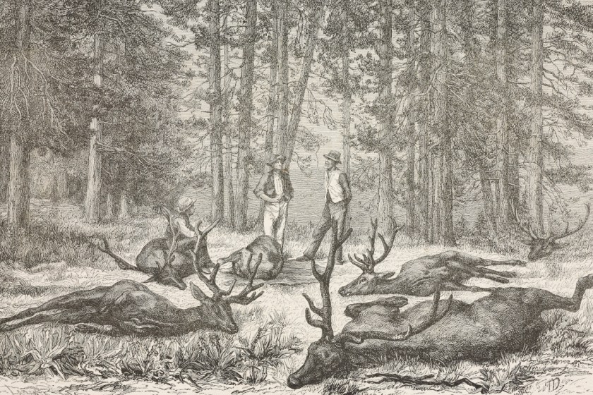 The Tragedy of the Eastern Elk's Extinction in Colonial America