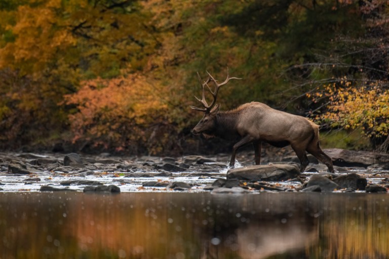 The Tragedy of the Eastern Elk's Extinction in Colonial America