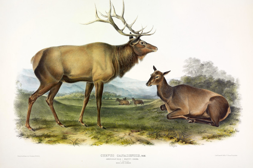 The Tragedy of the Eastern Elk's Extinction in Colonial America