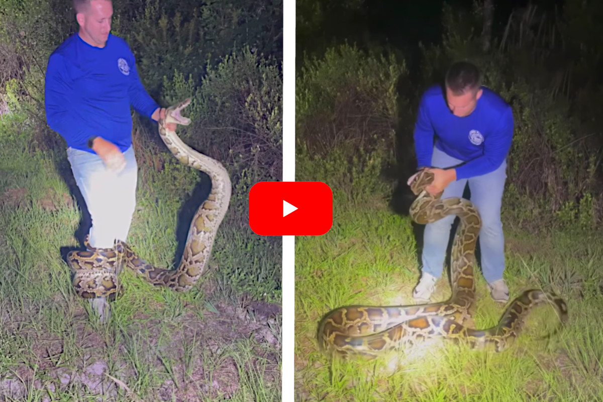 Florida Snake Hunter Wrestles Giant 16-Foot Burmese Python