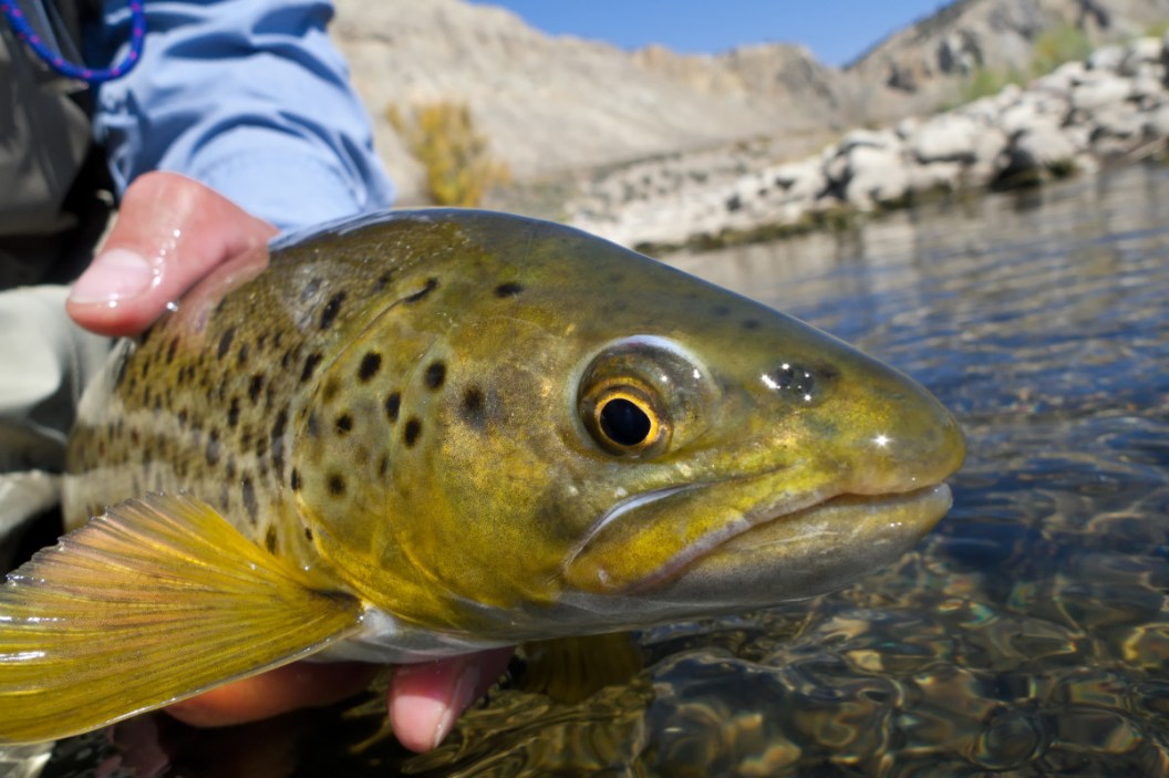 The Top 5 Trout Streams That Should Be on Every Angler's Bucket List