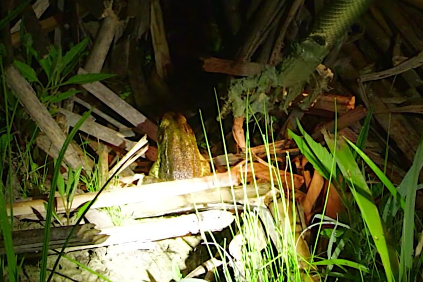 Frog Gigging: What It Is and How to Do It