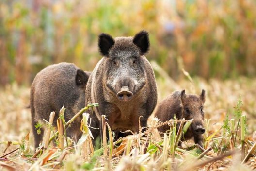 Hunting Hogs in Georgia: What Hunters Need to Know