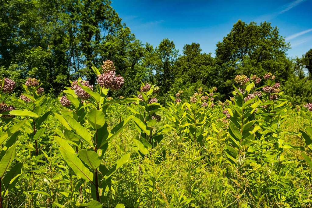 Most Common and Popular Edible Plants Found in Texas