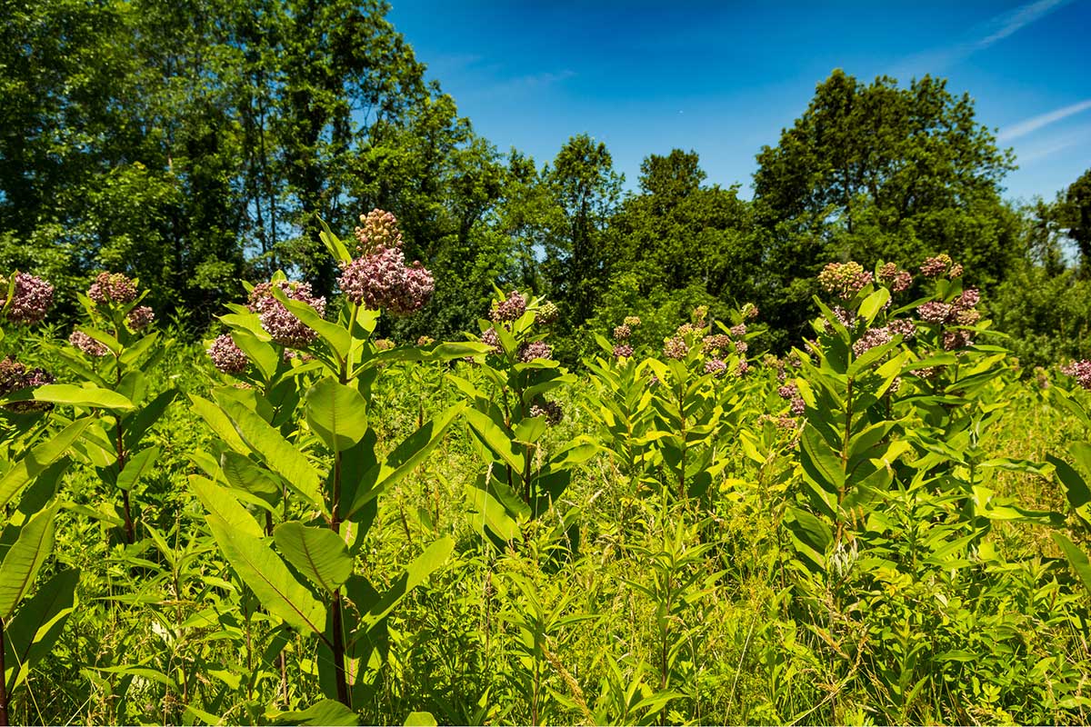 Many Edible Plants Found in New York State