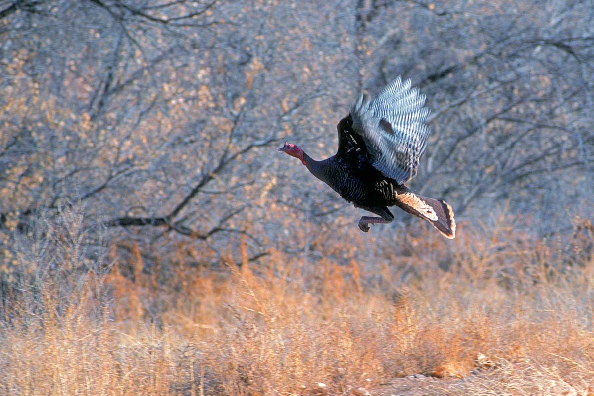How to Find the Perfect Turkey Roosts - Wide Open Spaces