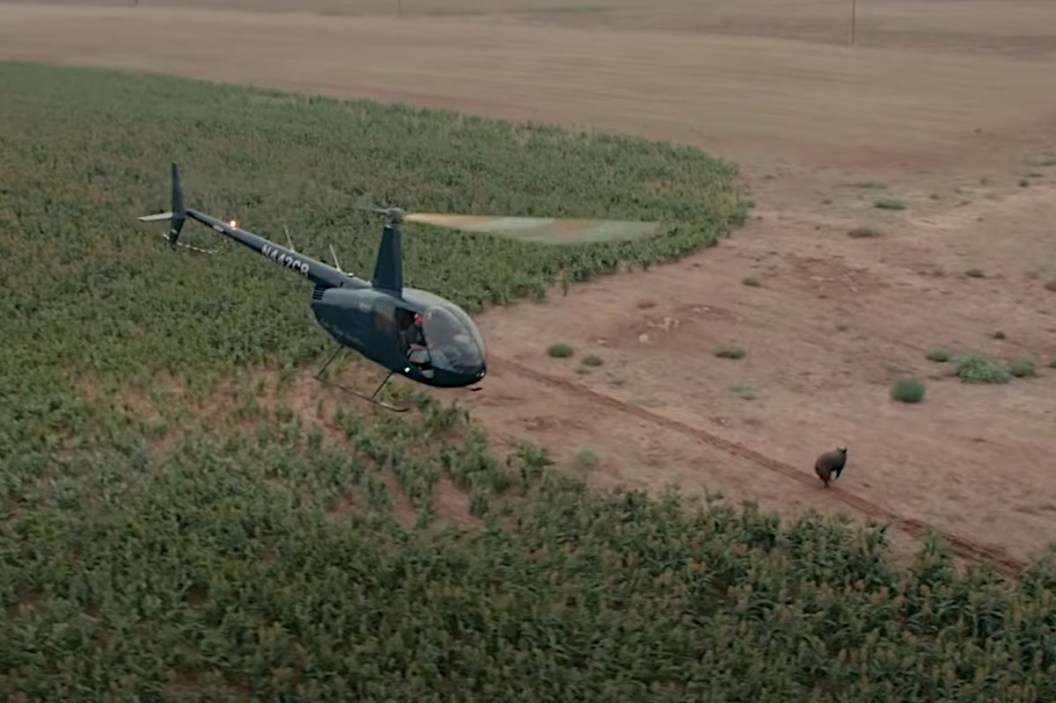 Helicopter Hog Hunting is One of the Most Unique Wildlife Management ...