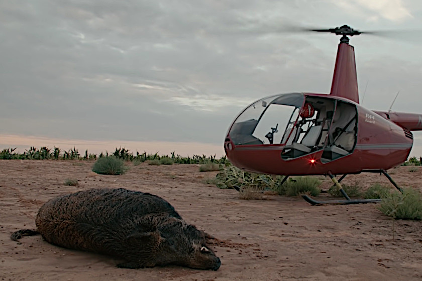 Helicopter Hog Hunting is One of the Most Unique Wildlife Management ...